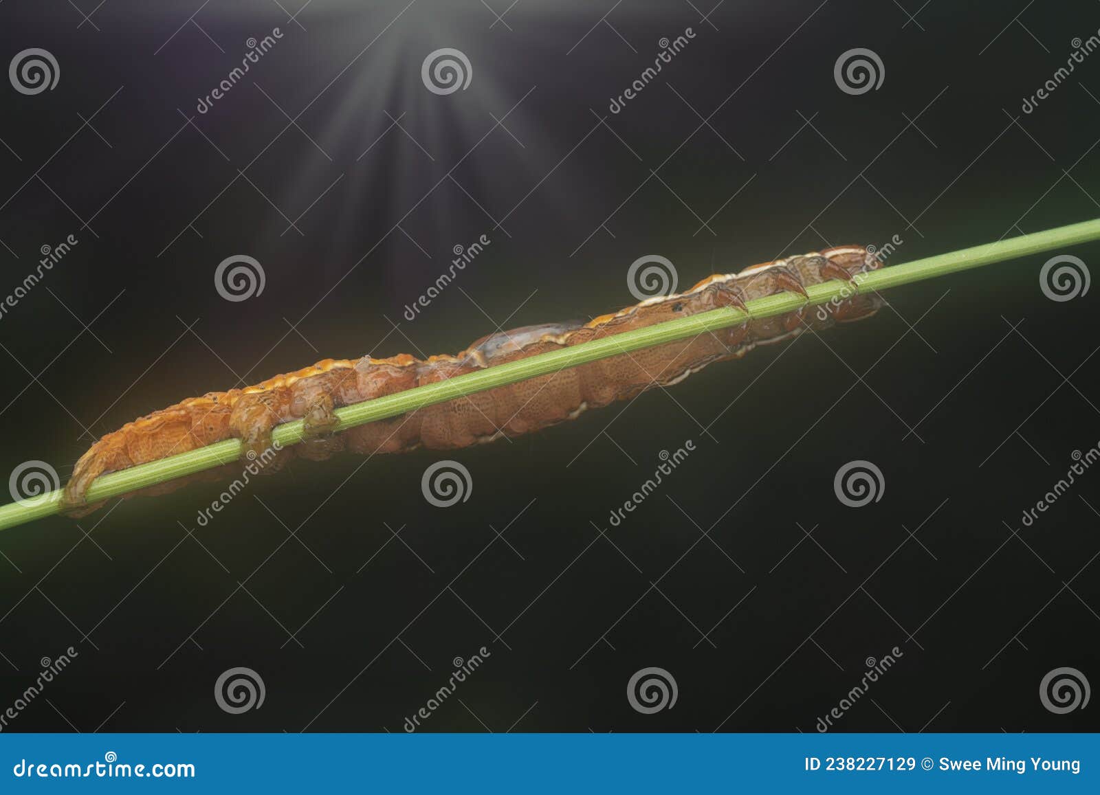 Orange-colored Semilooper Thysanoplusia Orichalcea Noctuidae ...