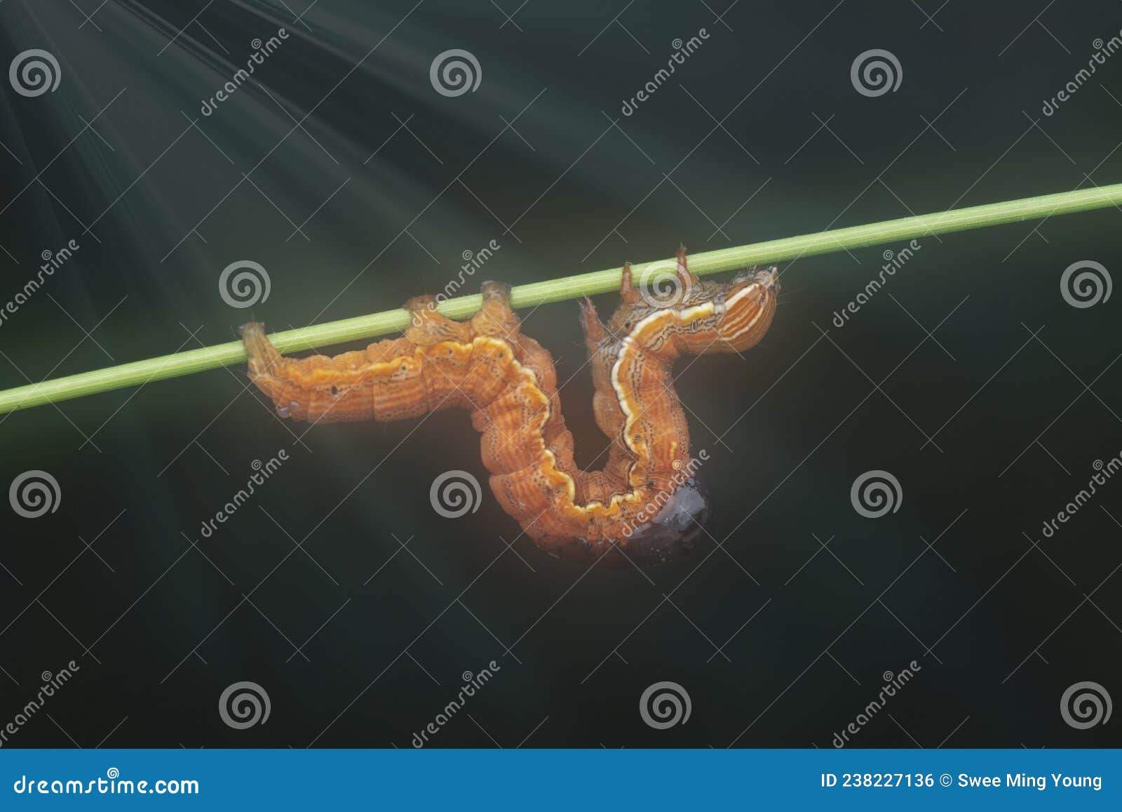 Orange-colored Semilooper Thysanoplusia Orichalcea Noctuidae ...