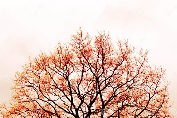 Orange Colored Silhouette of a Bare Tree with White Background Stock ...