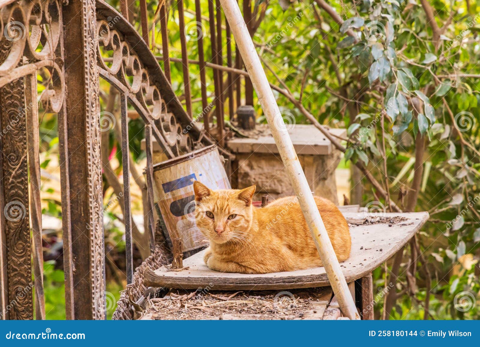 Orange Colored Tabby Cat Resting Outside Stock Photo - Image of gate ...
