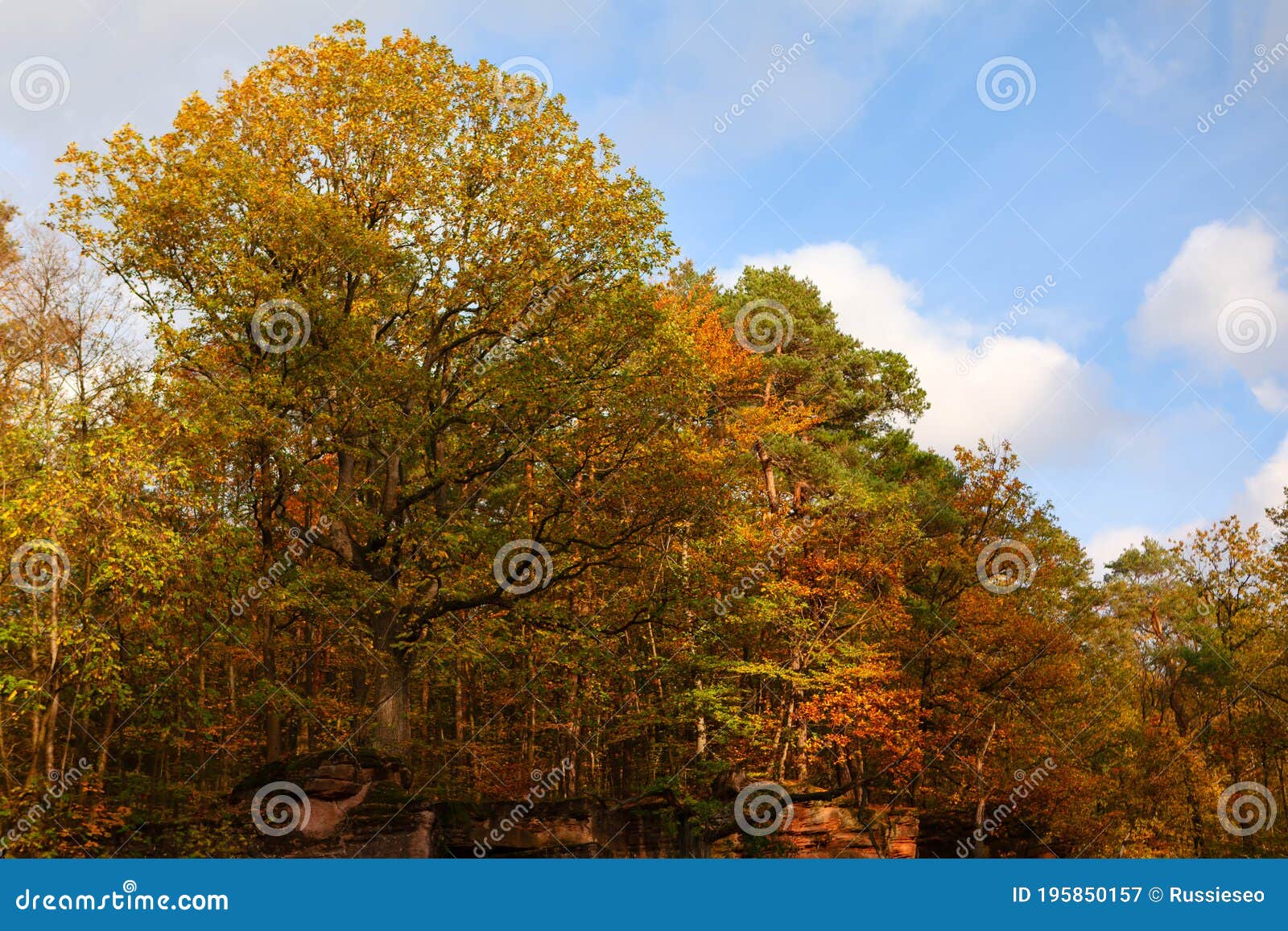 Orange colored tree stock image. Image of natural, trees - 195850157