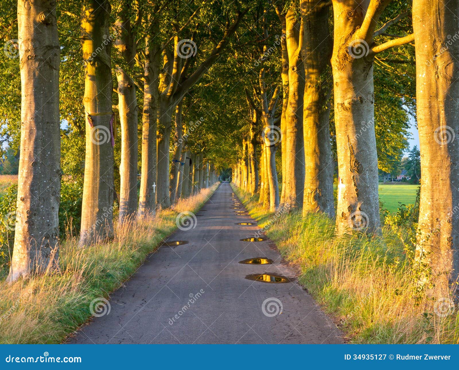 Orange Colored Tree Stems during Sunset Stock Image - Image of color ...