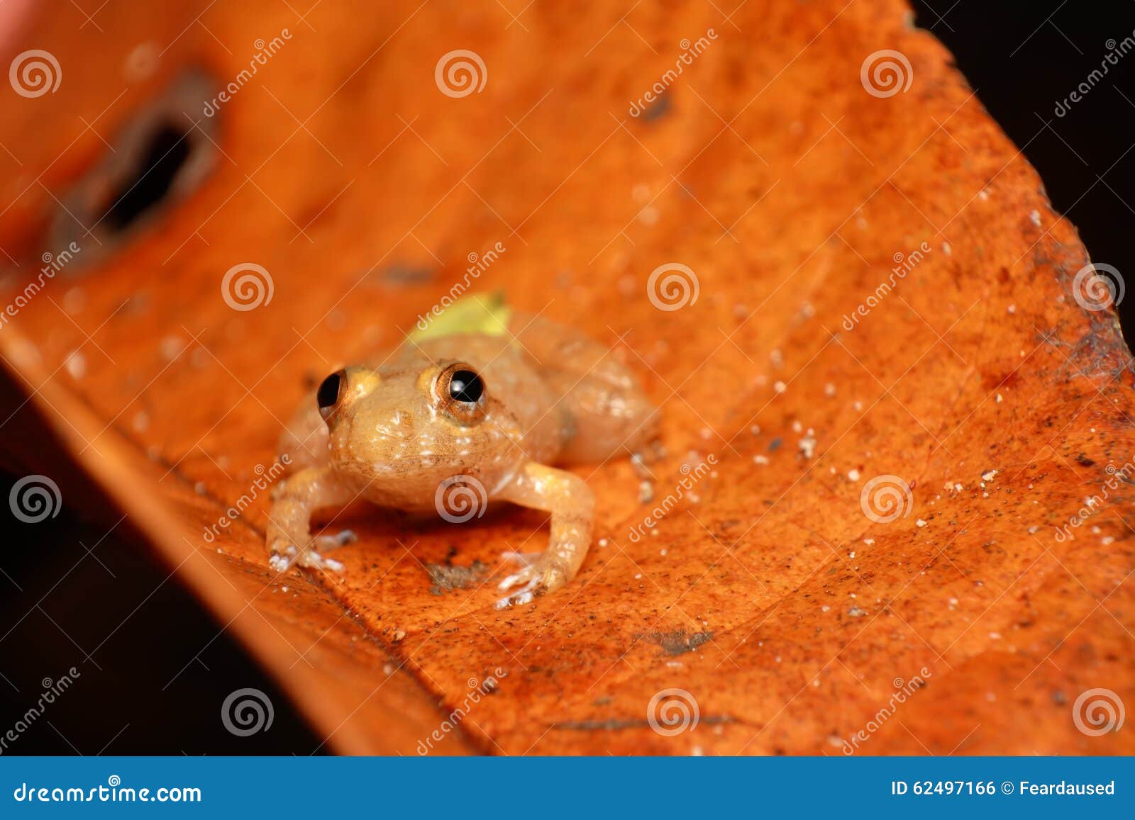 Orange Colored Twin-spotted Flying Frog Stock Photo - Image of close ...