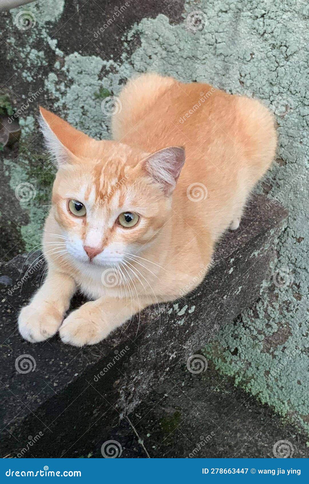 Orange Colour Cat stock image. Image of male, pretty - 278663447
