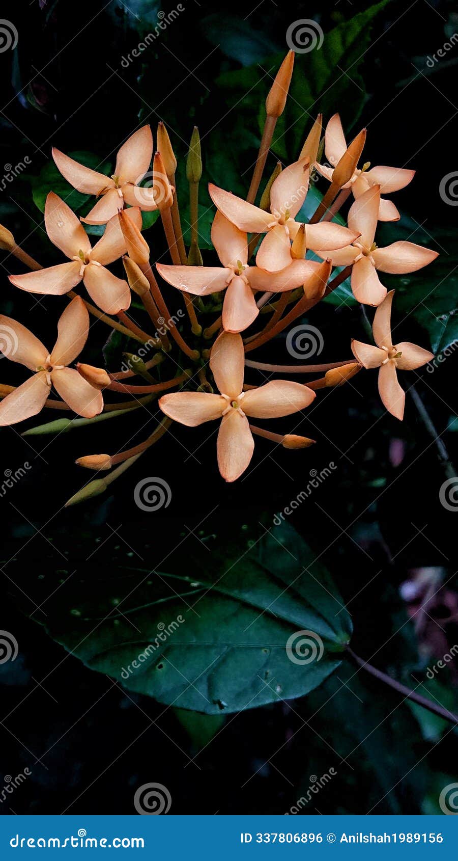 Orange Colour Flower Bunch Captured Sony Mark 5 Stock Photo - Image of ...