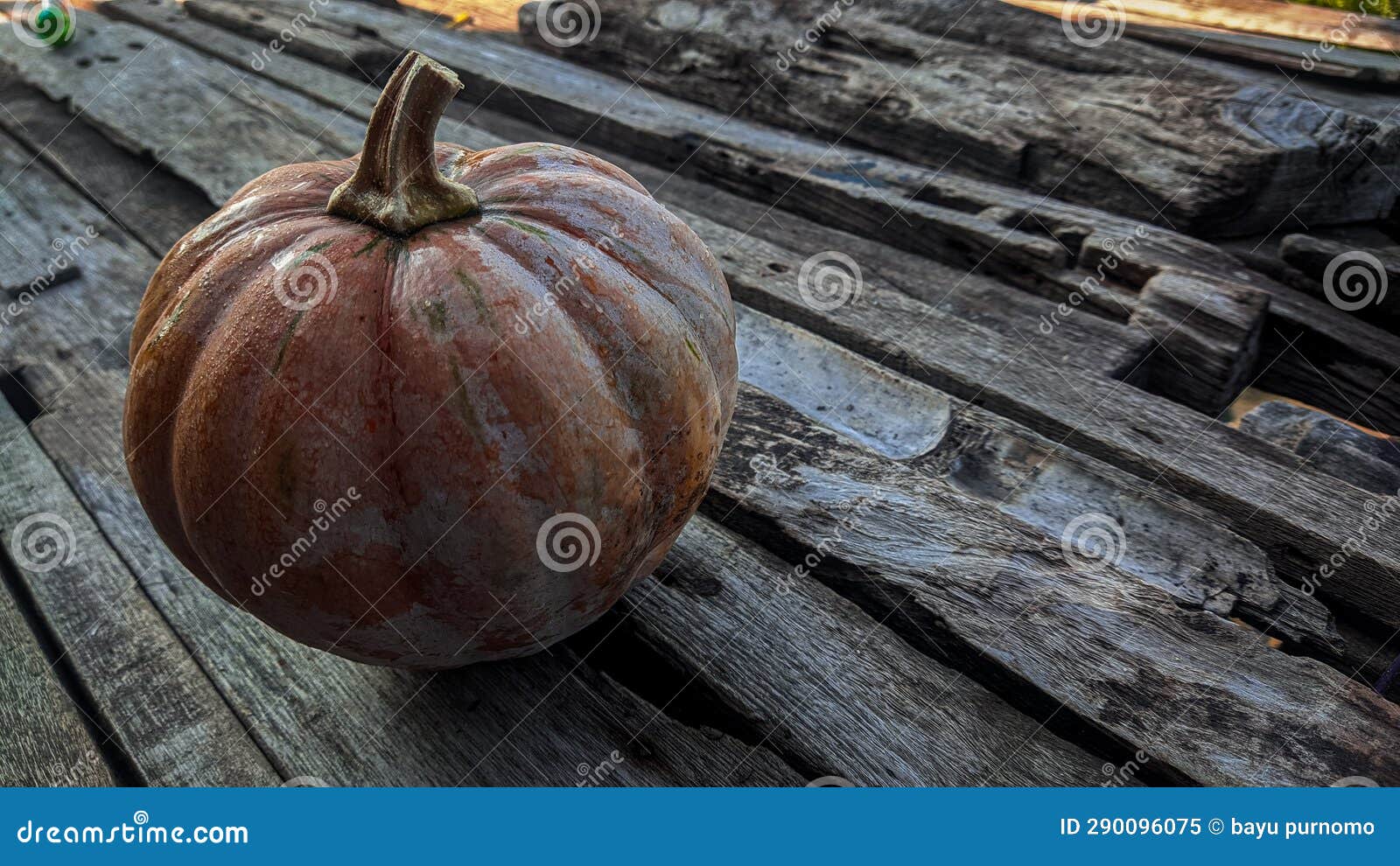 Orange Colour Pumpkin Fruit Stock Image - Image of pumpkin, fruit ...