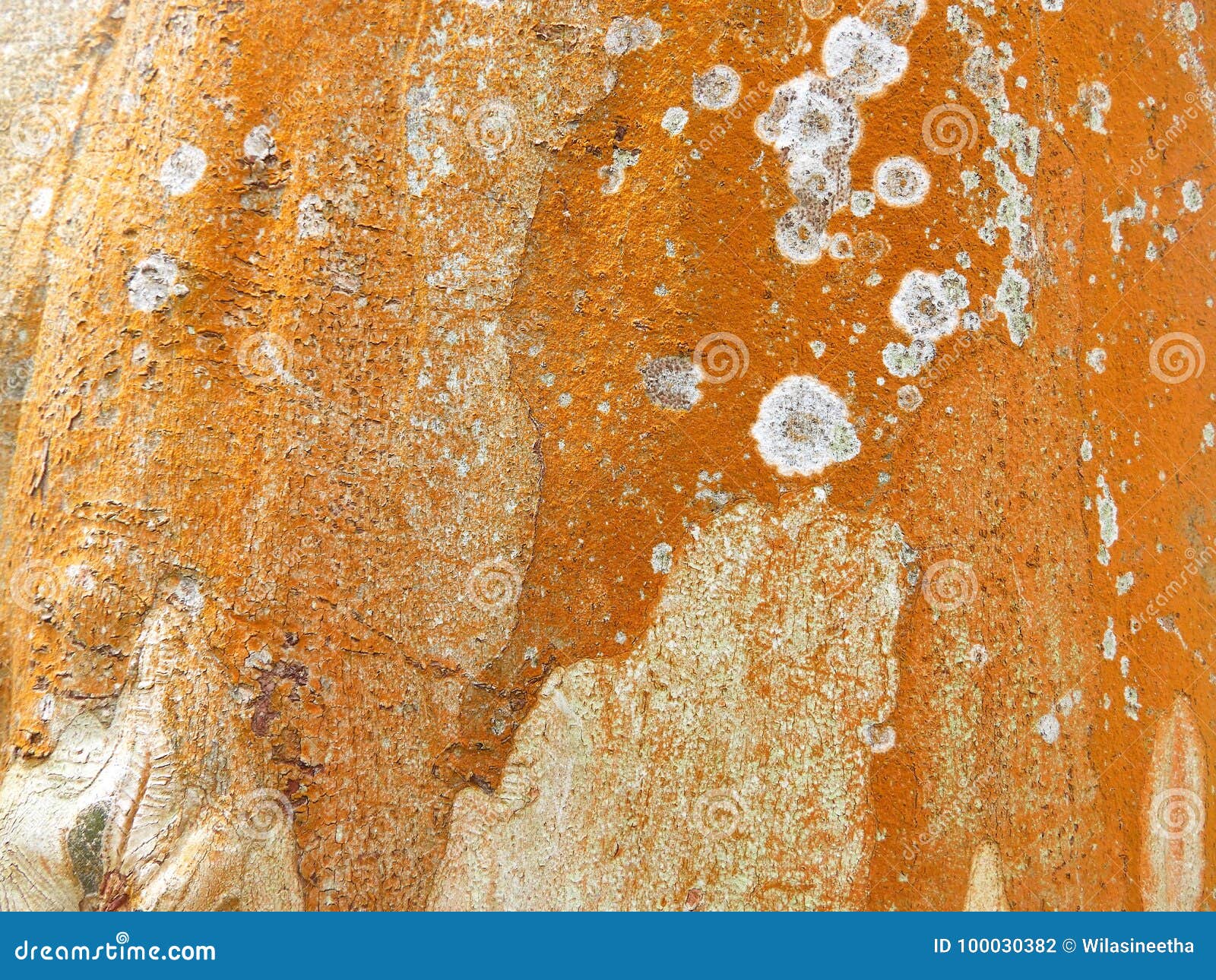Tree Bark & X28;orange Colour& X29; Stock Photo - Image of orange ...