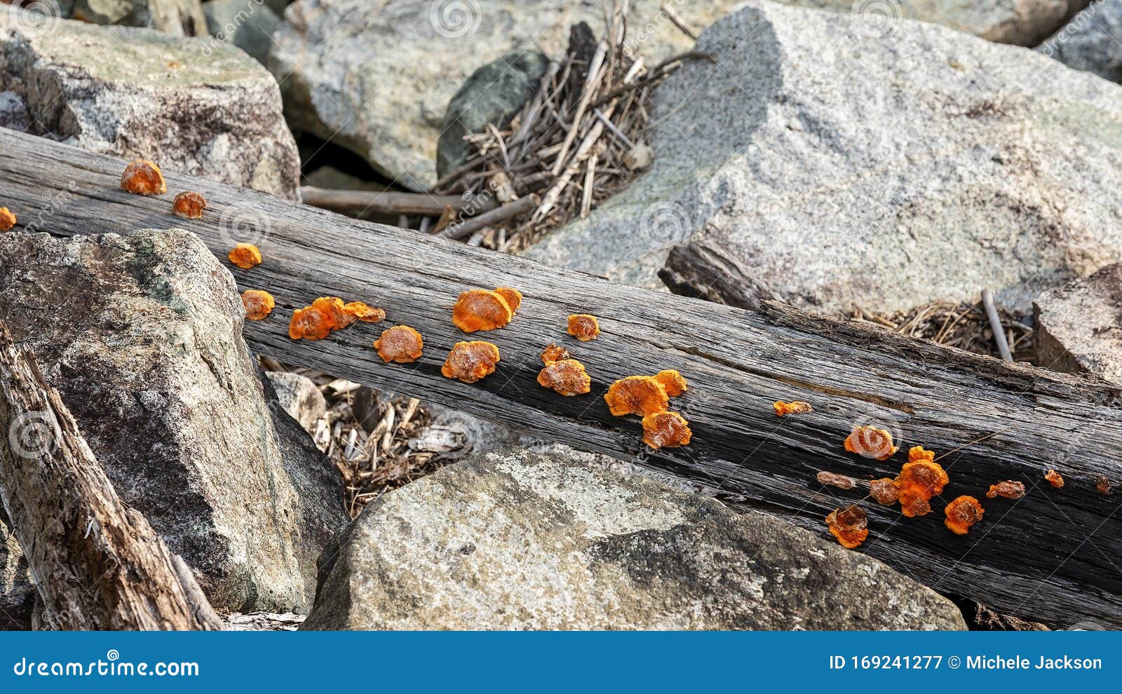 Orange Fungi Growing on Wood Stock Image - Image of mold, common: 169241277 Orange Fungi Growing on Wood Stock Image - Image of mold, common: 169241277
