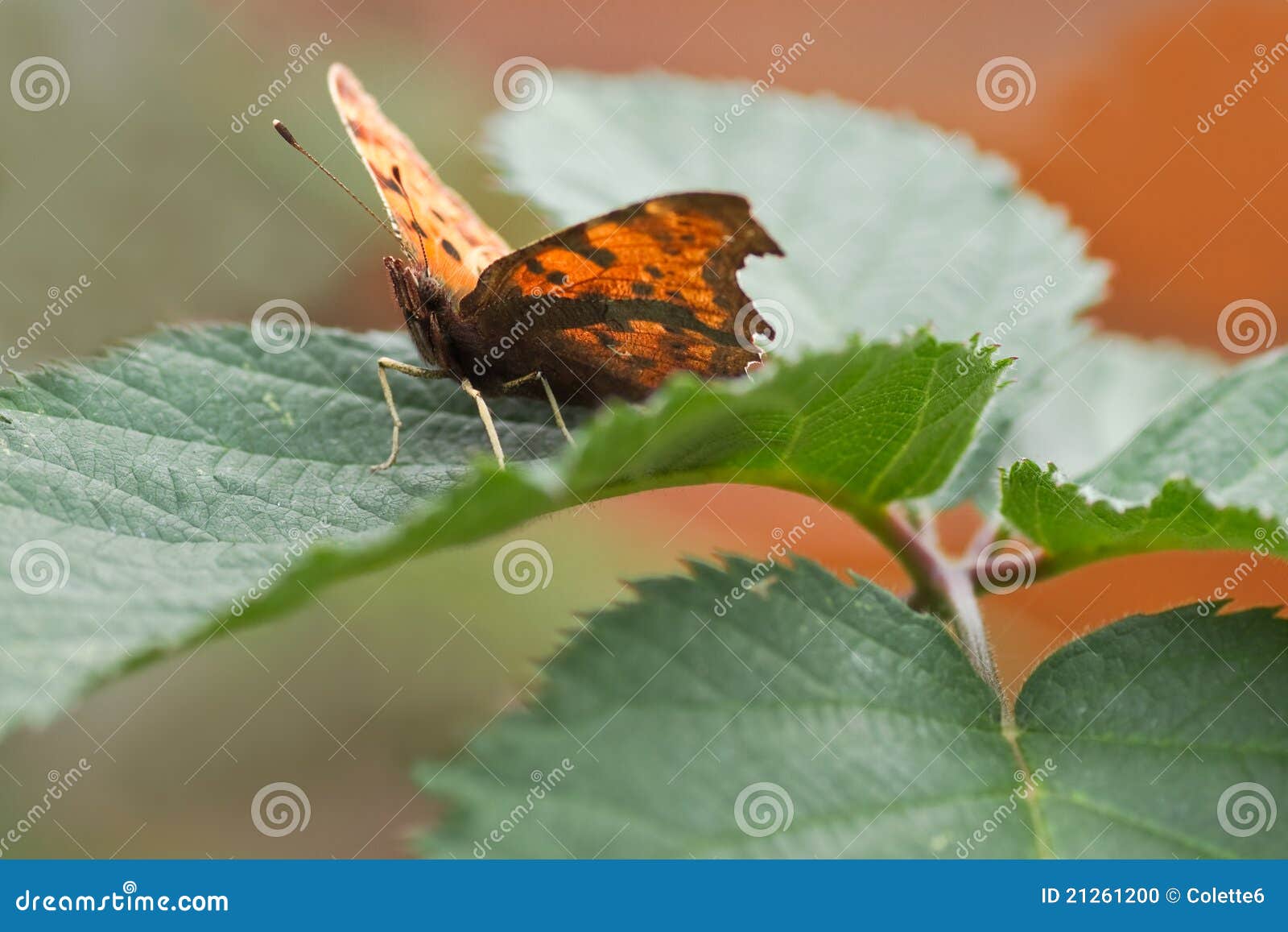 Orange Comma Butterfly Resting on Green Leaf Stock Photo - Image of ...
