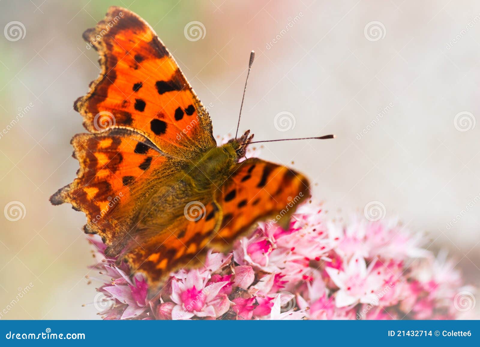 Orange Comma Butterfly on Sedum Flowers in Fall Stock Photo - Image of ...