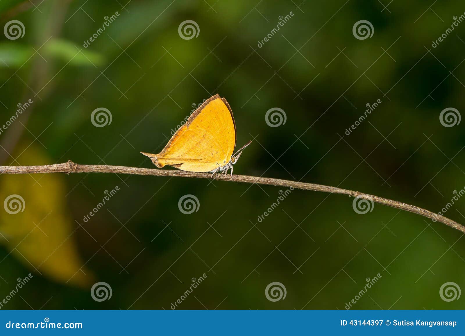 Orange Common Yamfly Butterfly Stock Image - Image of insect, common ...
