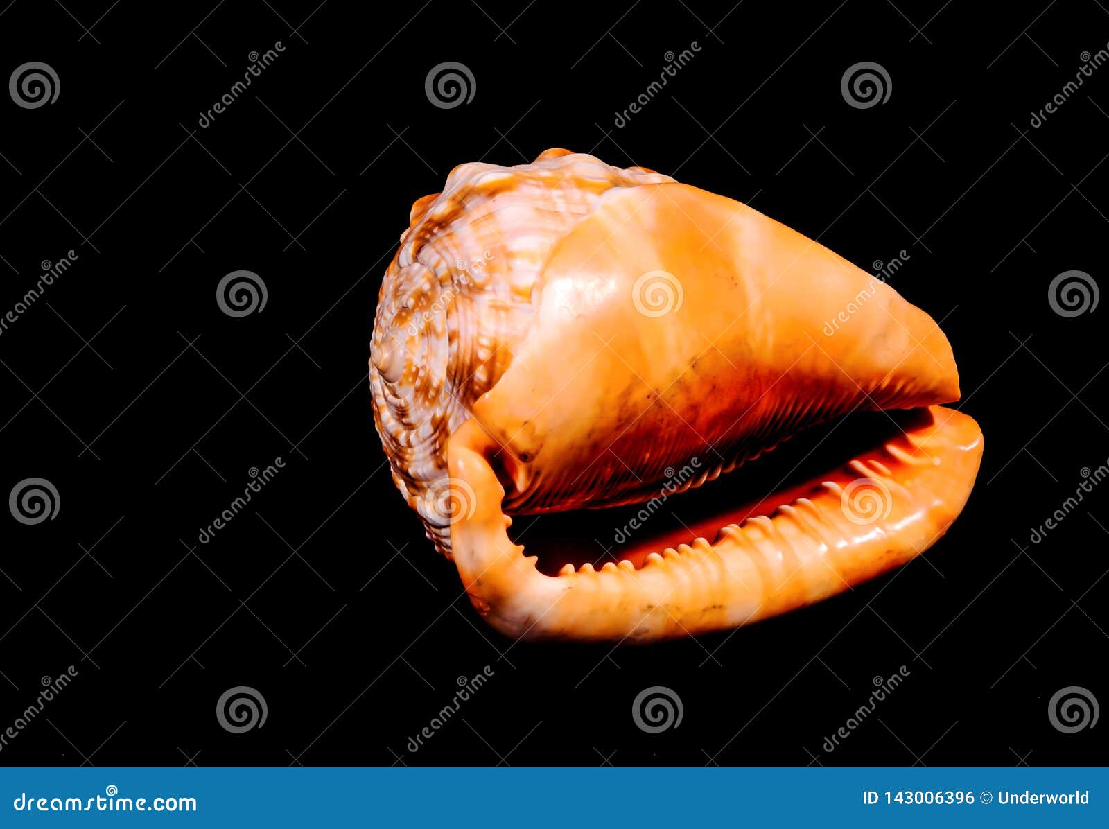 Orange Conch Sea Shell stock photo. Image of decoration - 143006396