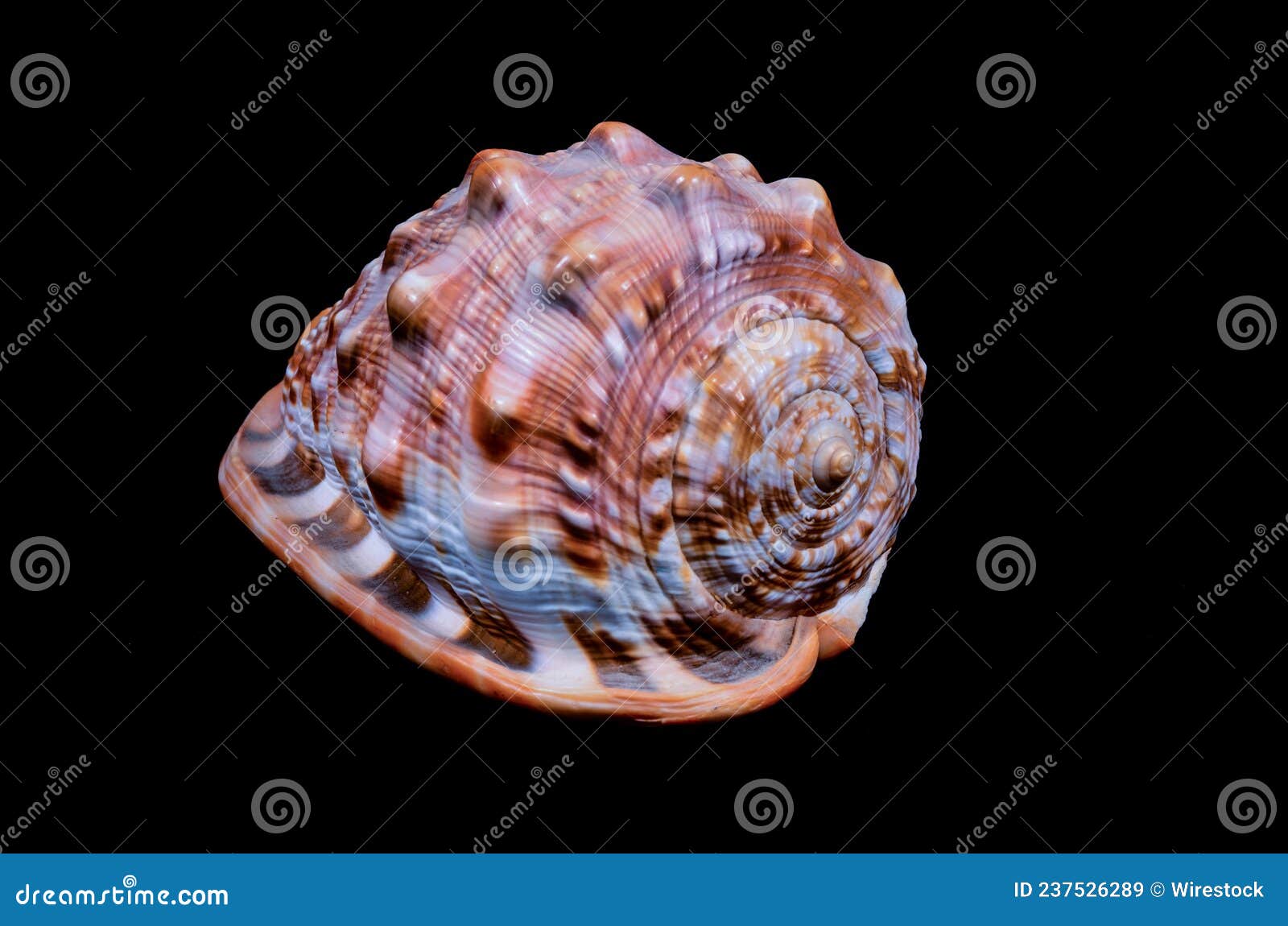 Orange Conch Sea Shell stock image. Image of life, macro - 237526289