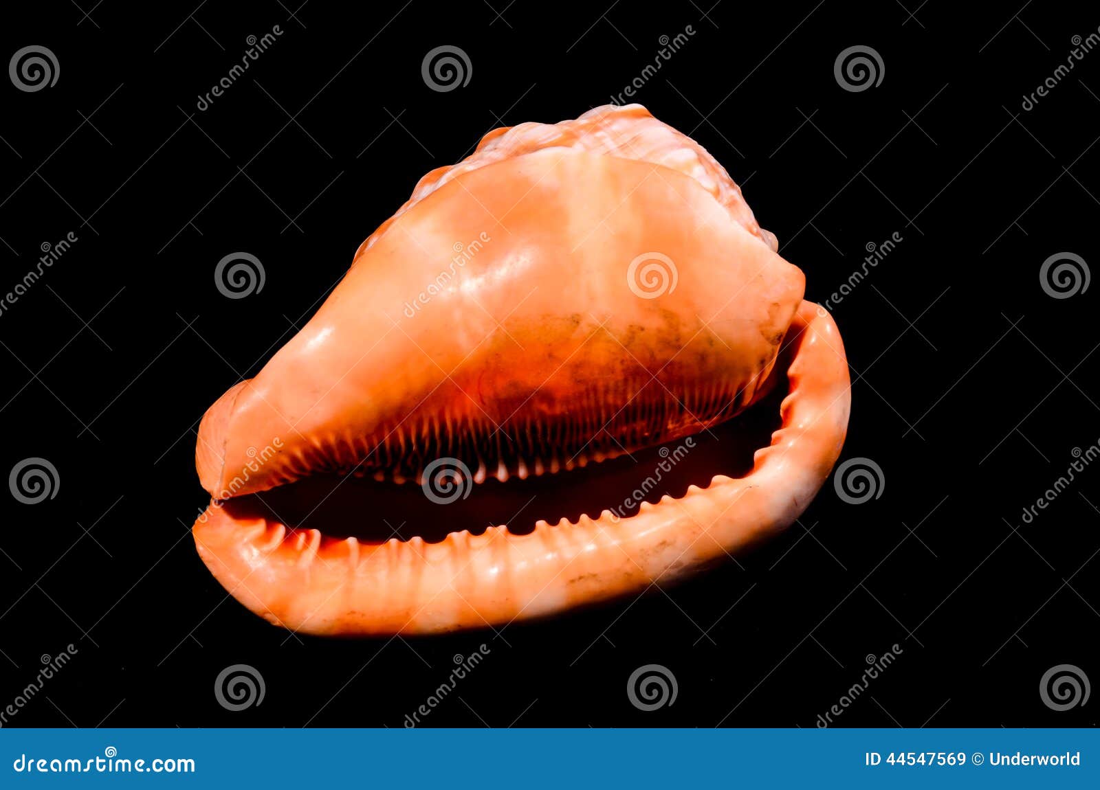 Orange Conch Sea Shell stock image. Image of marine, orange - 44547569