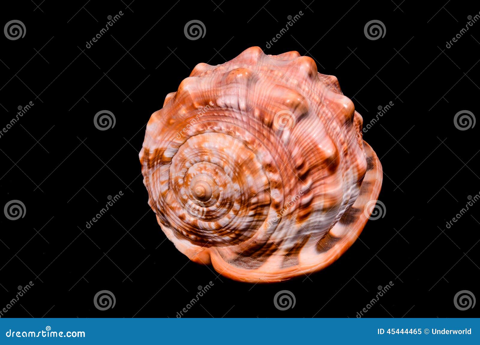 Orange Conch Sea Shell stock image. Image of shell, marine - 45444465