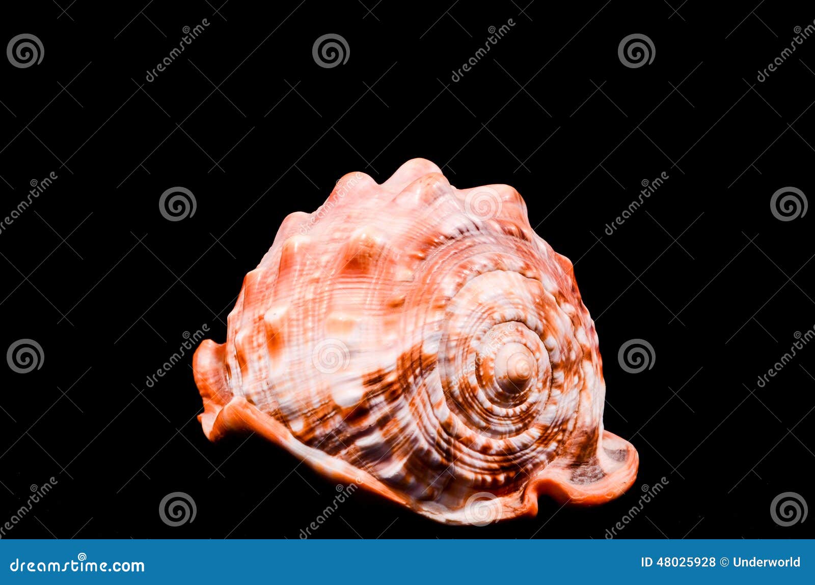 Orange Conch Sea Shell stock photo. Image of black, collection - 48025928