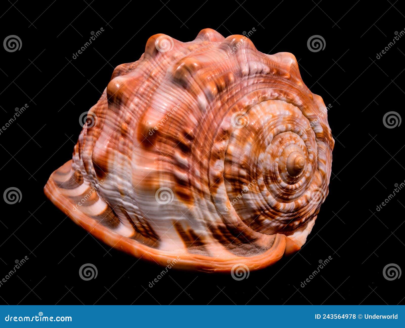 Orange Conch Sea Shell stock photo. Image of mollusk - 243564978