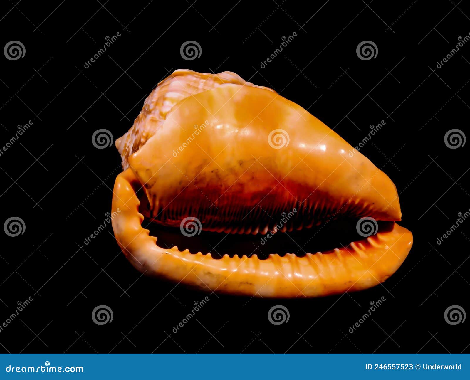 Orange Conch Sea Shell stock image. Image of aquatic - 246557523