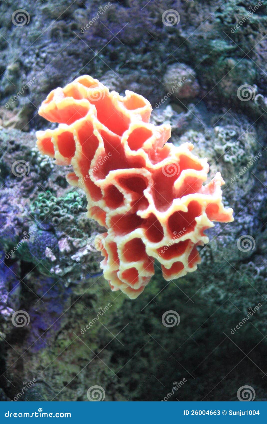 Orange coral stock image. Image of dive, reef, snorkel - 26004663