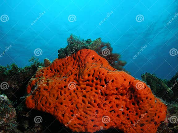 Orange Coral reef stock photo. Image of coral, reefs, beach - 5711510