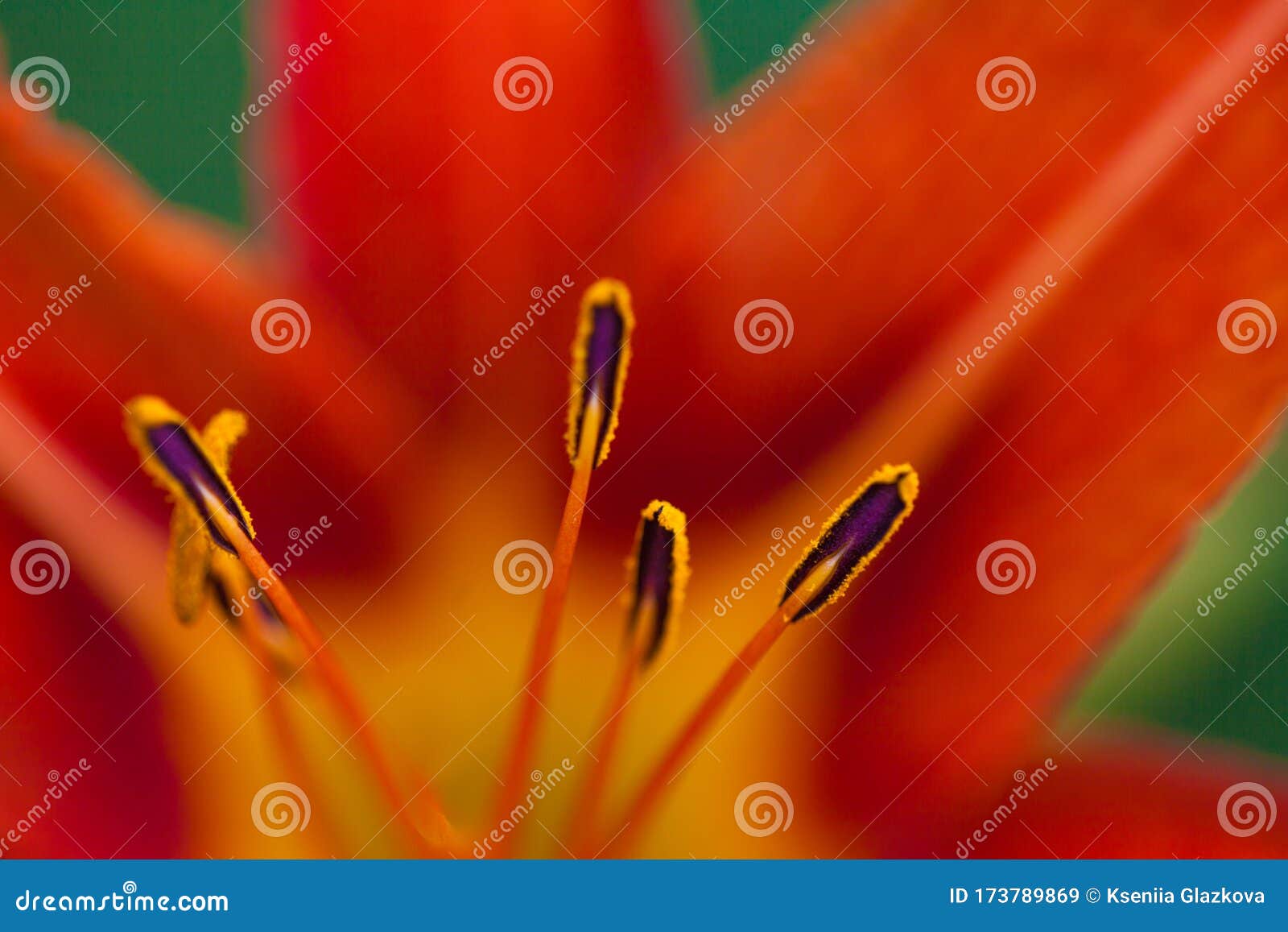 Orange Core Flower, Beautiful on a Green Grass Background. Hello Stock ...