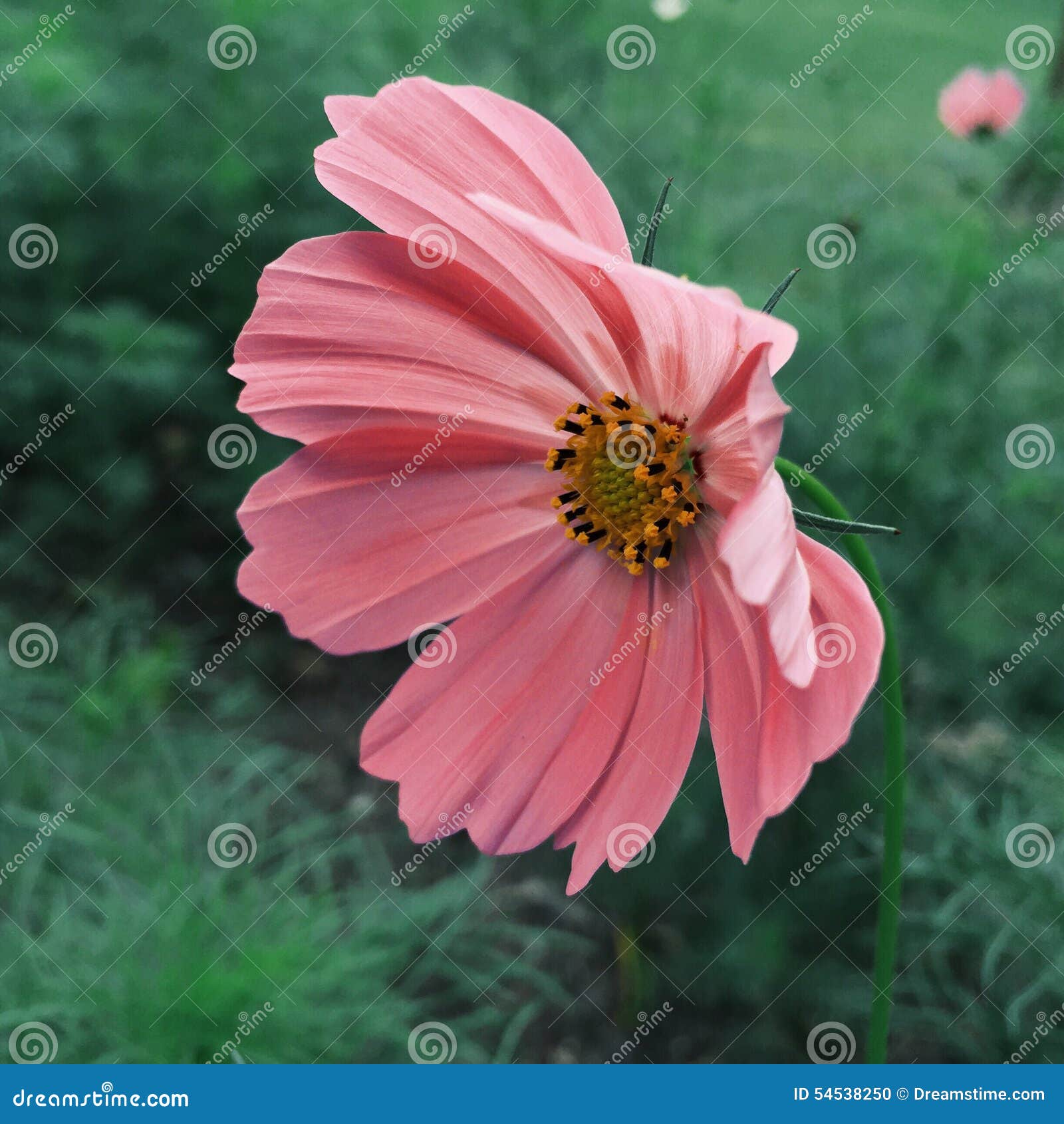 Orange coreopsis stock photo. Image of orange, flower - 54538250