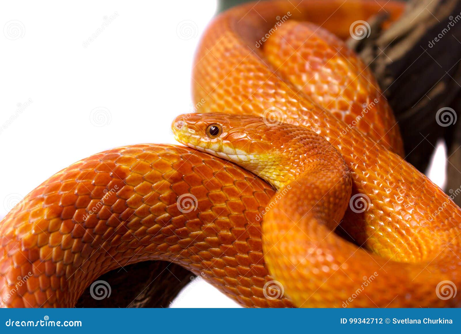 Orange Corn Snake Crawling on a Branch and Looking Forward on White ...