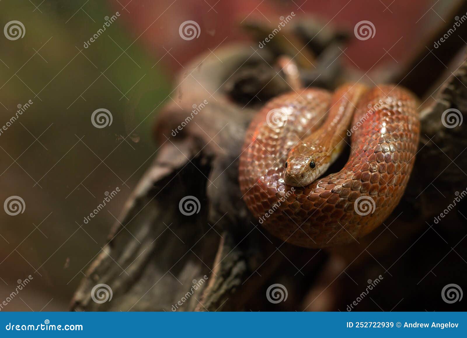 Orange Corn Snake Wrapped Around a Stick. Stock Image - Image of animal ...