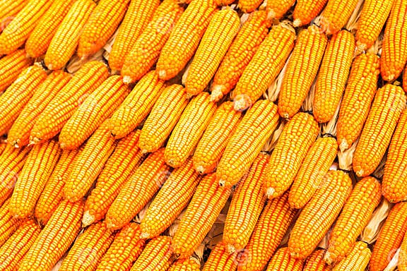 Orange Corn Stacked Together on the Floor Stock Image - Image of hard ...