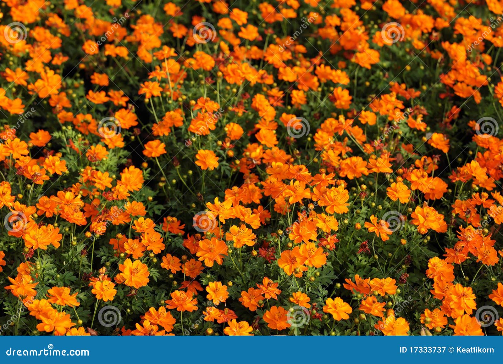 Orange Cosmos Flower Side View Stock Image | CartoonDealer.com #78509653