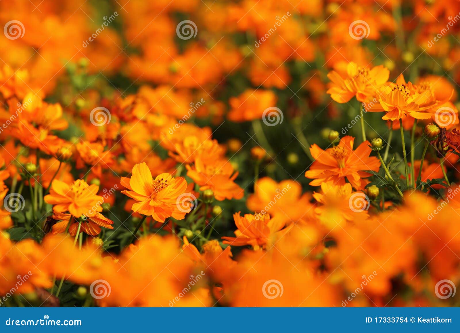 Orange Cosmos Flower Side View Stock Image | CartoonDealer.com #78509653