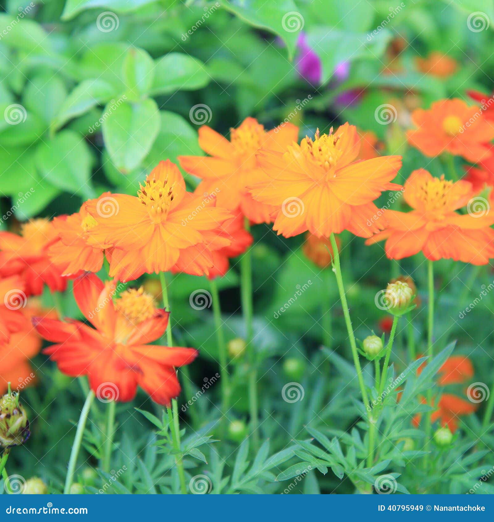 Orange cosmos flower stock image. Image of outdoor, freshness - 40795949