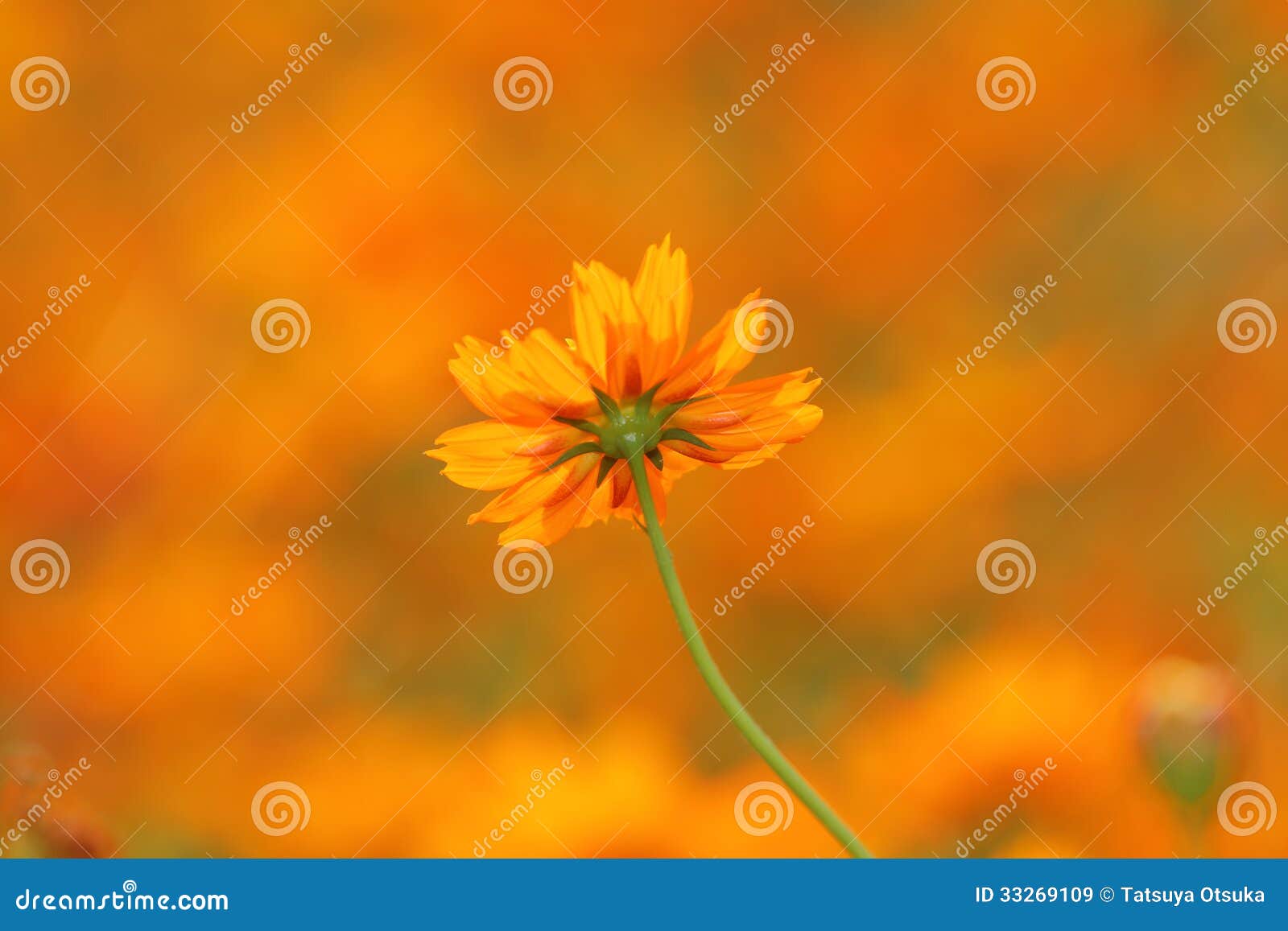 Orange Cosmos stock image. Image of orange, backlight - 33269109