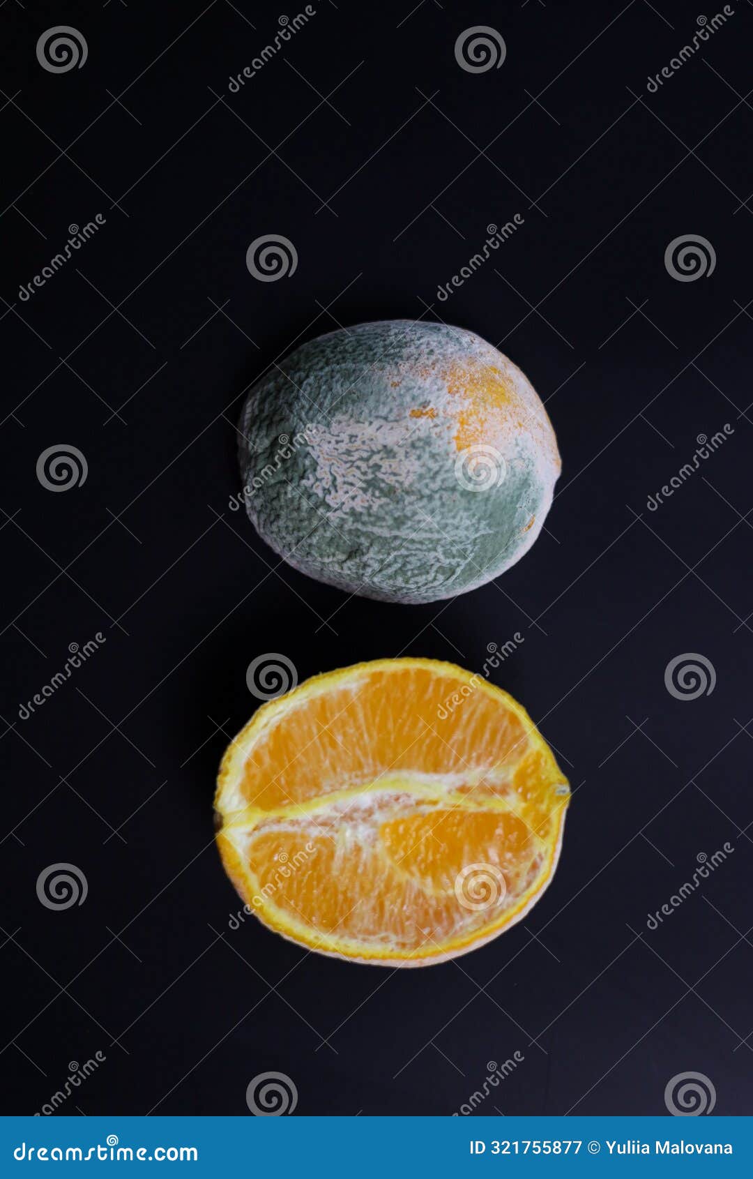Orange Covered with Mold on a Black Background Stock Image - Image of ...