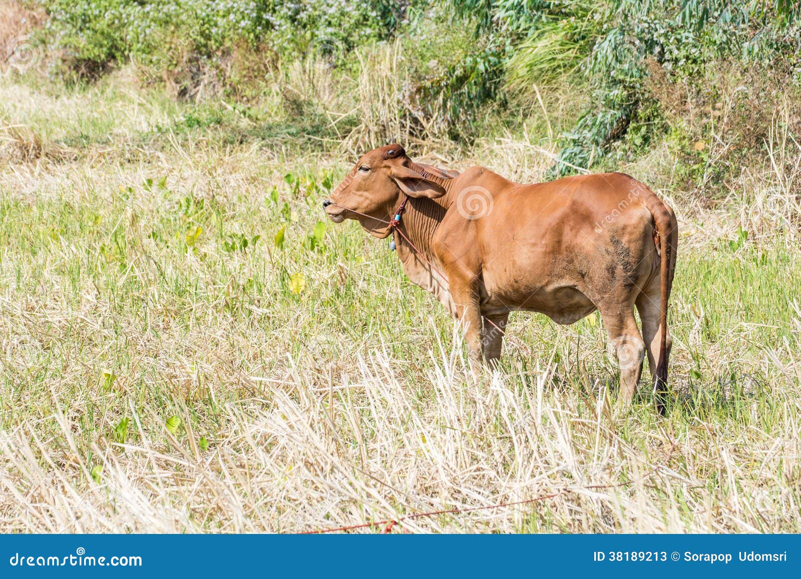 Orange cow in cornfield stock image. Image of farm, nature - 38189213