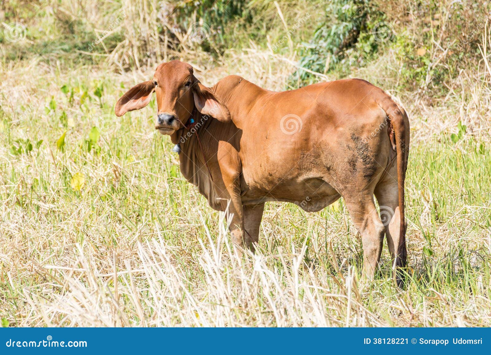 Orange cow in cornfield stock image. Image of horizon - 38128221
