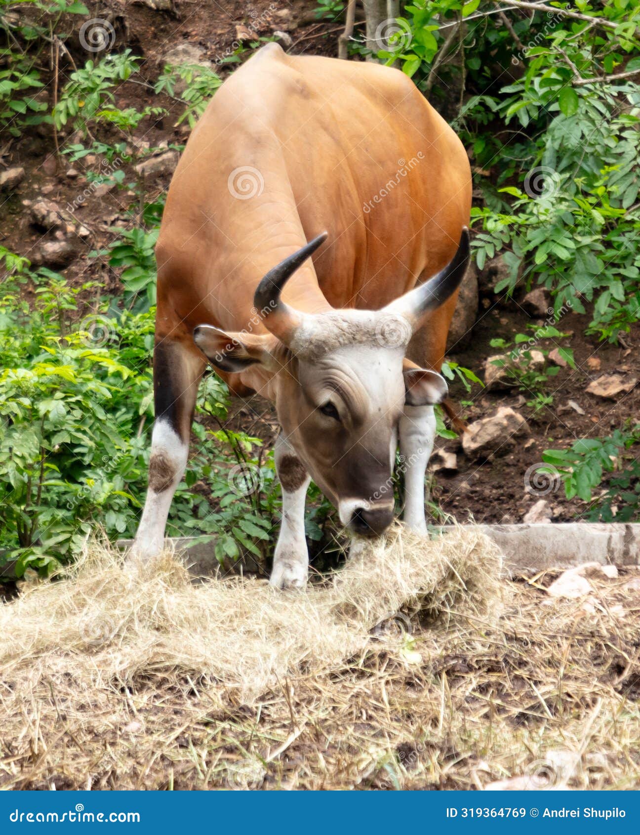 Orange Cows On Farm. Red Cows Eating Hay In The Stable At Cowshed ...