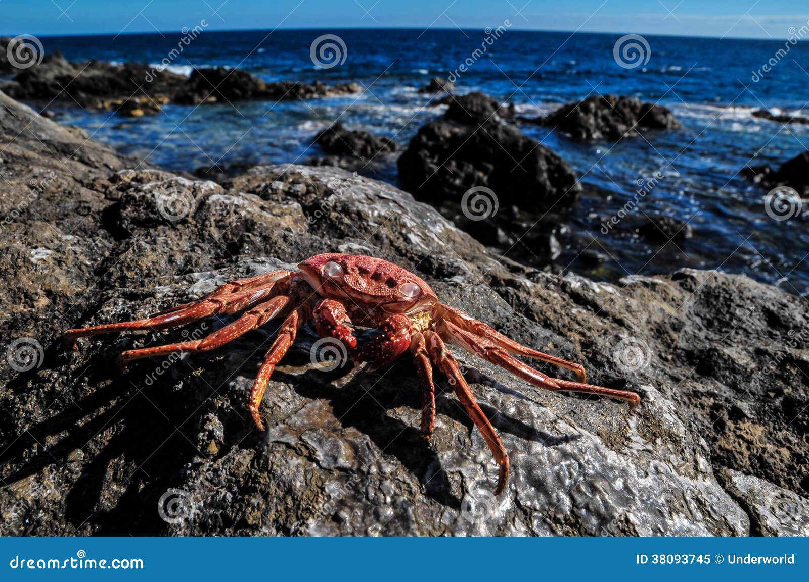 Orange Crab Stock Photography | CartoonDealer.com #15684542