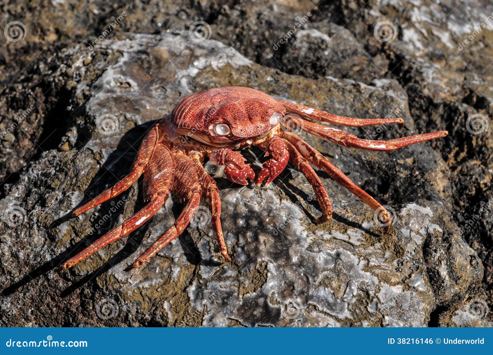 Orange Crab stock photo. Image of beach, galapagos, restaurant - 38216146