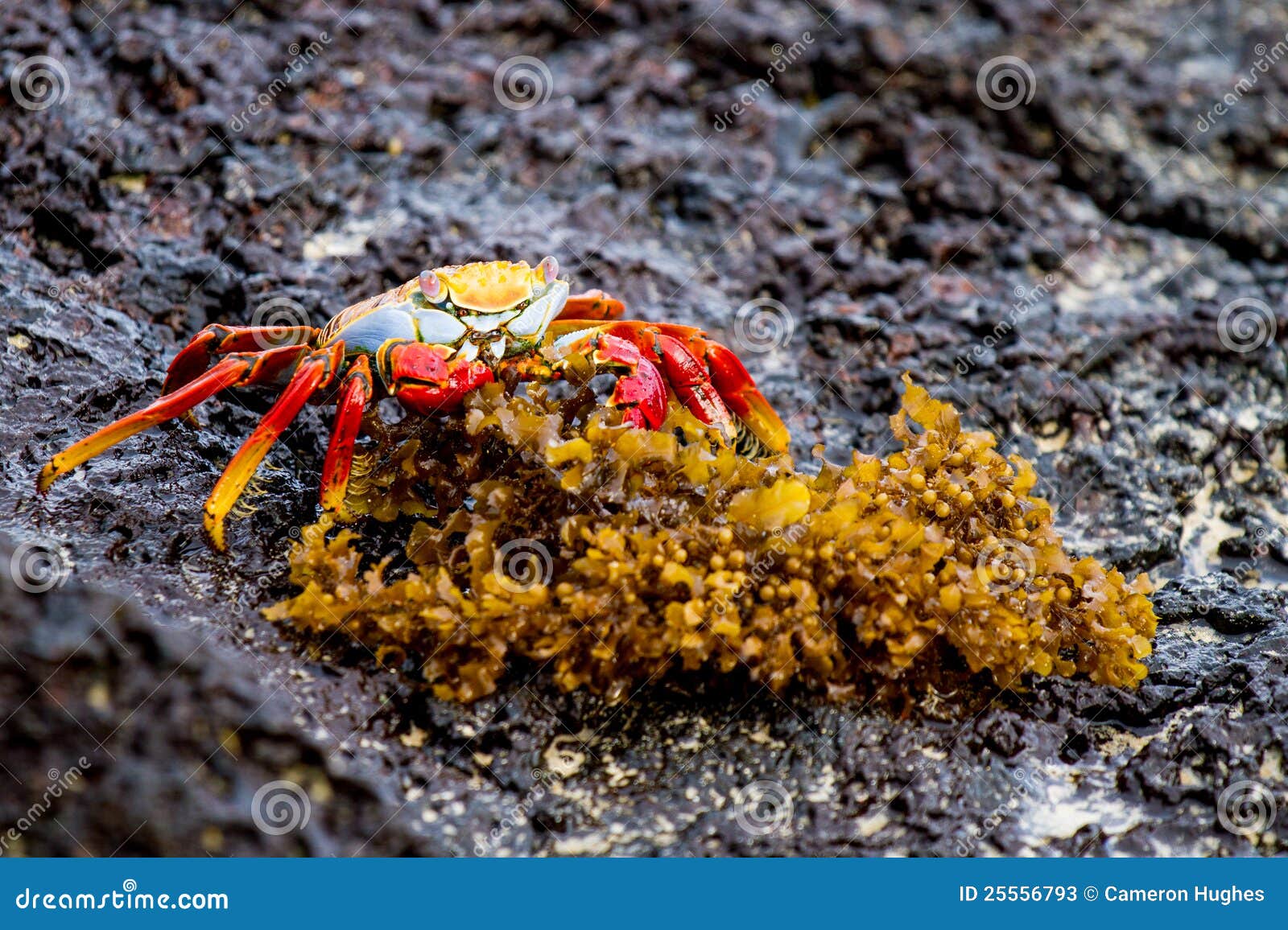 Orange Crab Eating stock image. Image of galapagos, ecuador - 25556793
