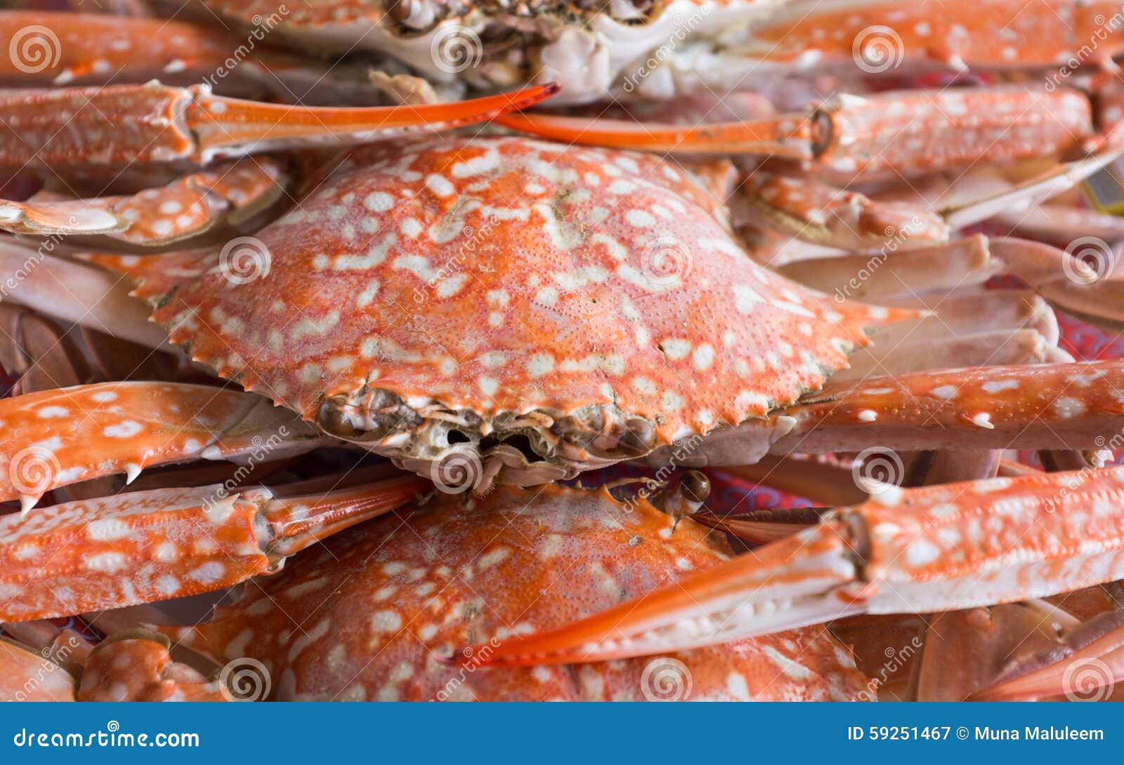 Orange crab for food stock image. Image of healthy, meal - 59251467