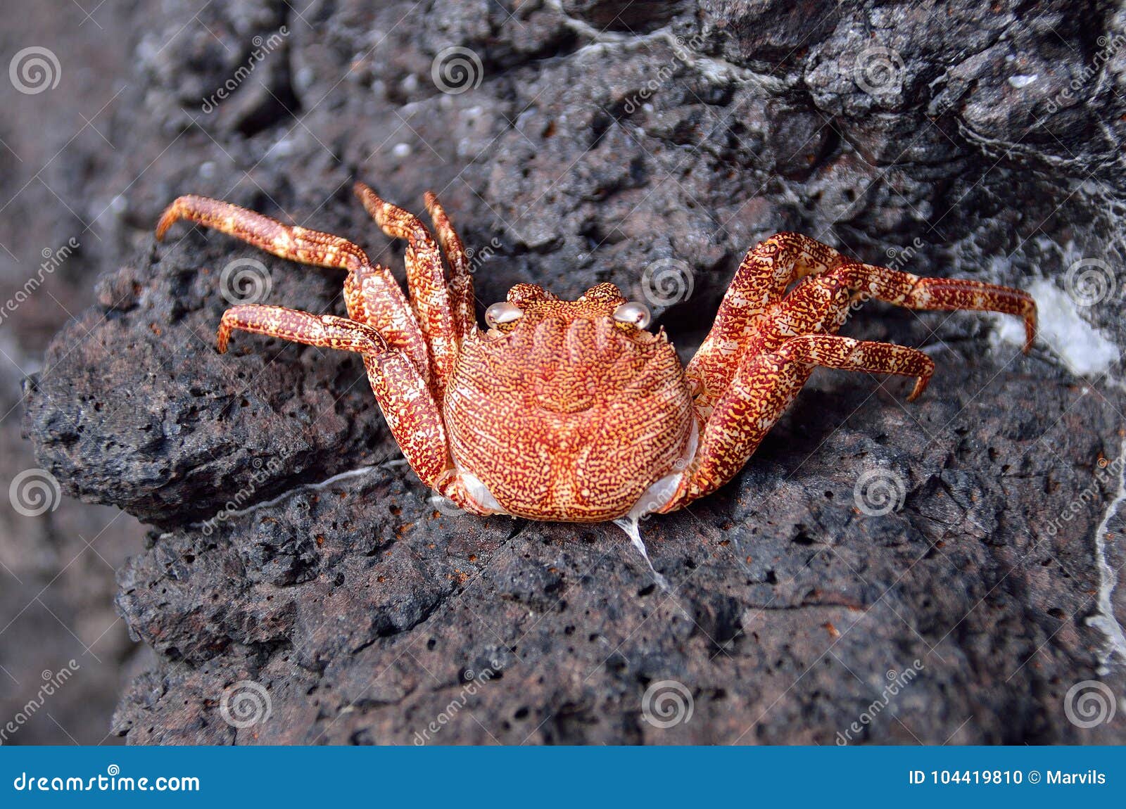 Orange crab stock photo. Image of rock, crab, animal - 104419810