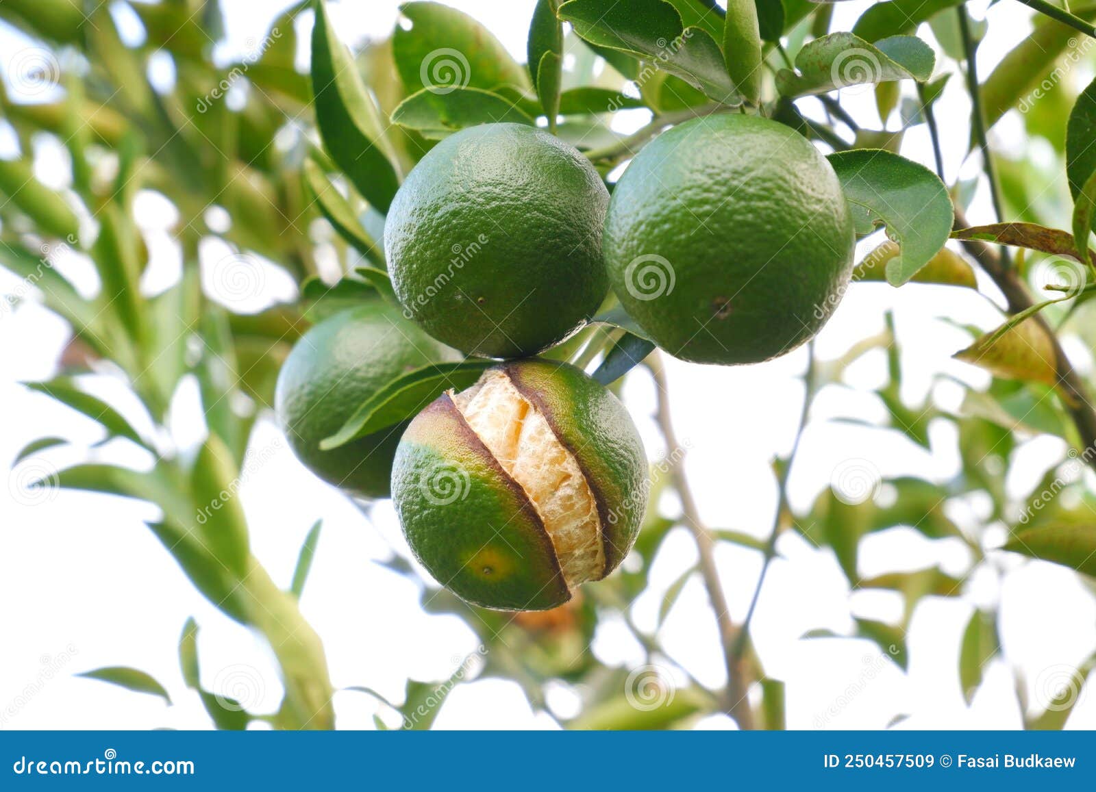 Orange Cracked Fruit Caused by Disease on Blur Background Stock Image ...