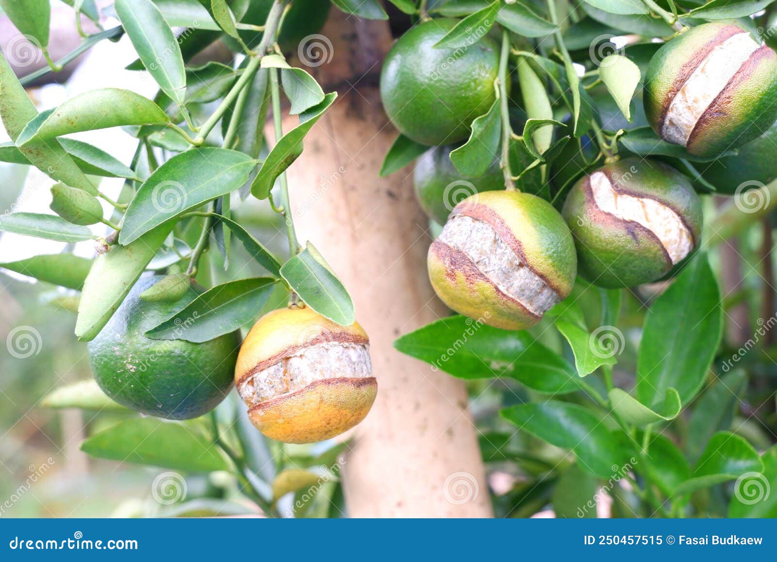 Orange Cracked Fruit Caused by Disease on Blur Background Stock Image ...