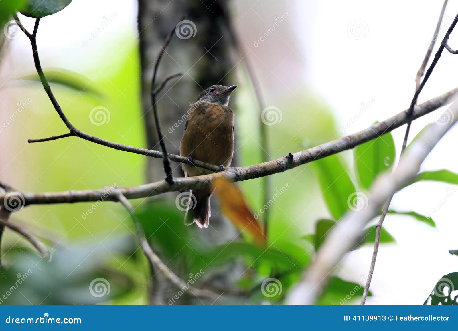 Orange-crested Manakin stock image. Image of river, forest - 41139913