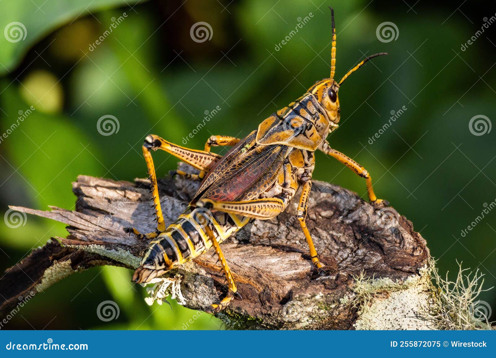 Orange Cricket on a Tree Branch Stock Image - Image of grass, outdoor ...