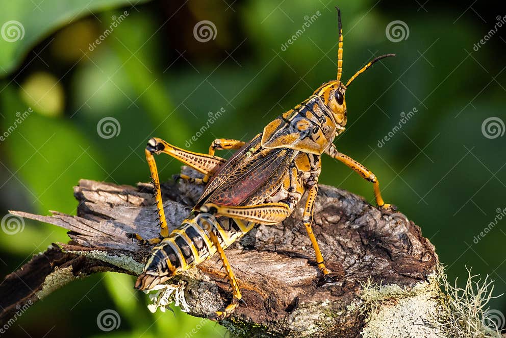 Orange Cricket on a Tree Branch Stock Image - Image of grass, outdoor ...