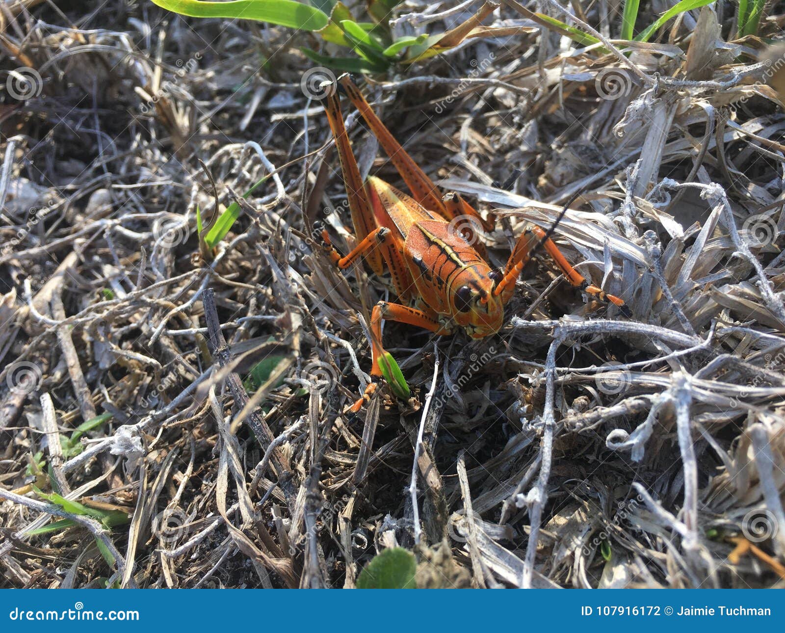Two Grasshoppers Mating in the Mulch Stock Photo - Image of animals ...