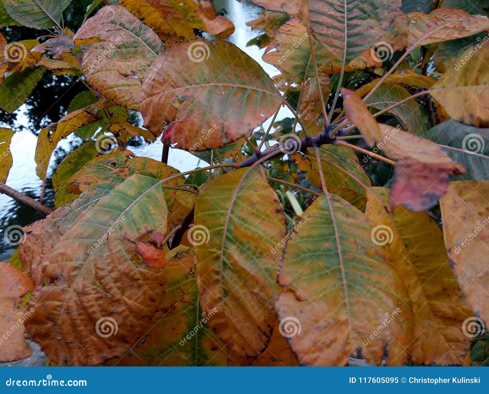 Leaves stock image. Image of leaves, crispy, follage - 117605095