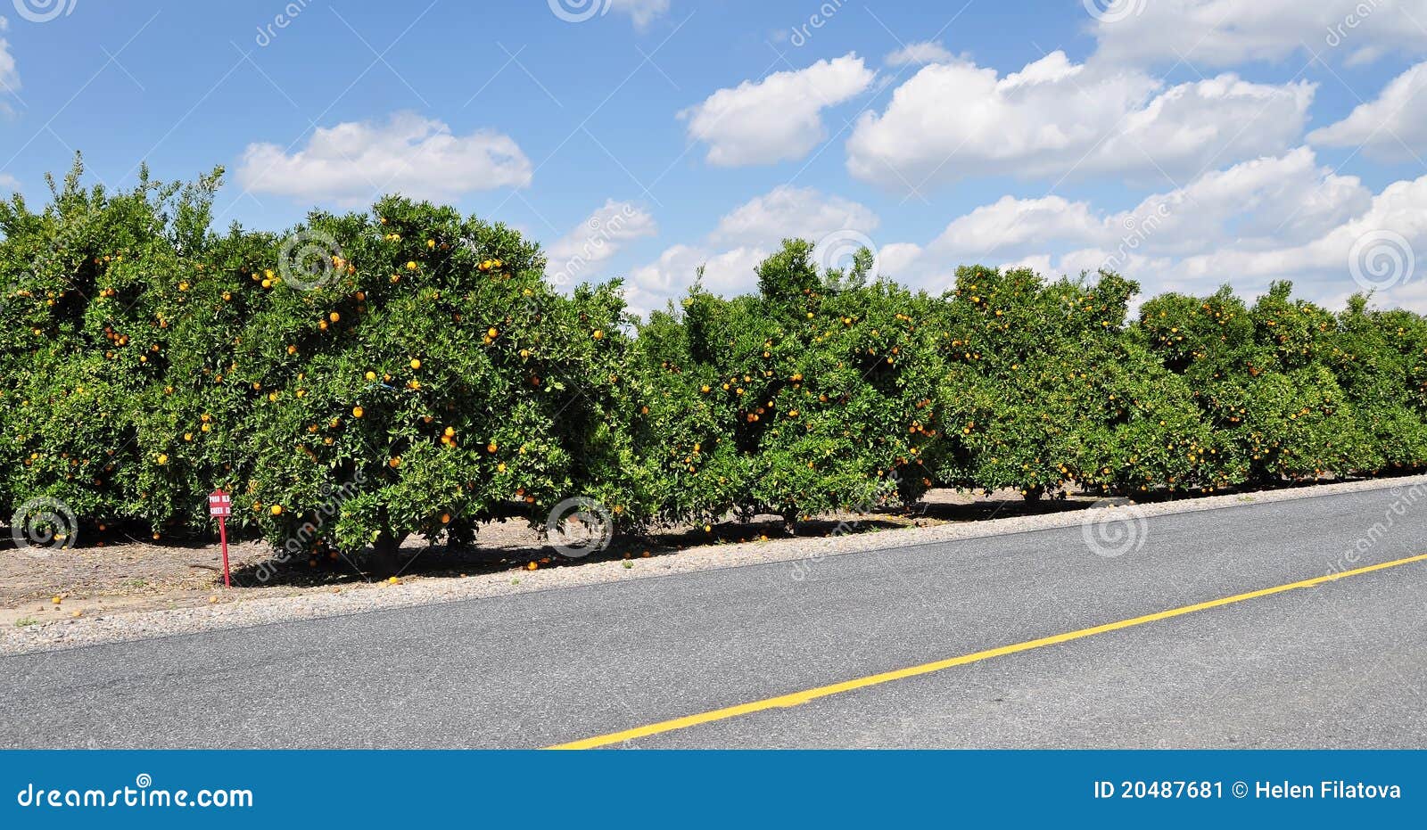 Orange crop stock image. Image of garden, road, california - 20487681